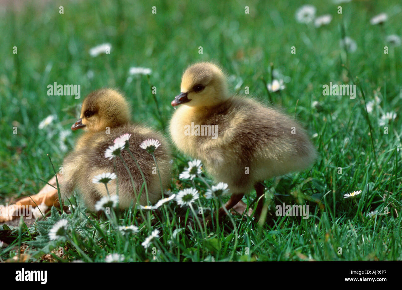 Bar headed Geese chicks Anser indicus Stock Photo - Alamy