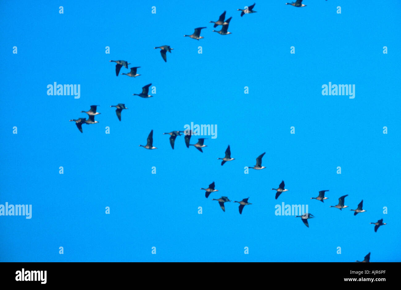 White fronted Geese flight formation Stock Photo - Alamy