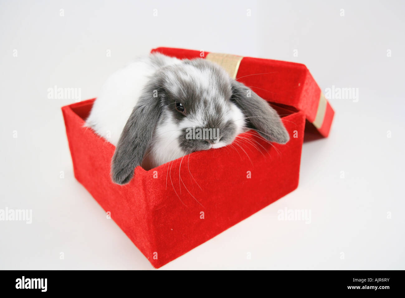 Gray and white mini lop ear rabbit inside red velvet gift box isolated ...