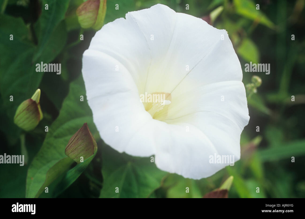 Hedge bindweed calystegia sepium leaves hi-res stock photography and ...