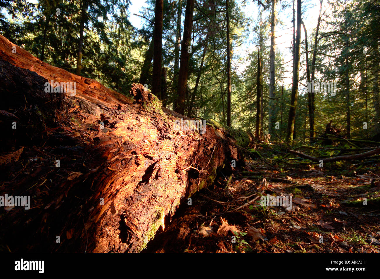 fallen tree decomposing Stock Photo - Alamy
