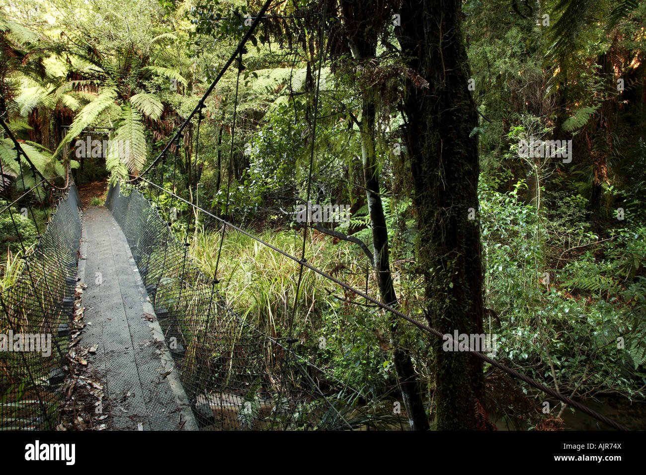 Bridge in tropical forest Stock Photo - Alamy