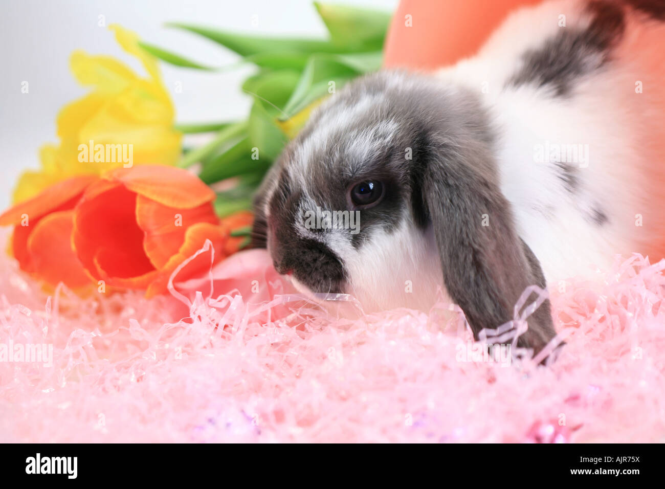 Gray and white mini lop ear rabbit with a bunch of tulips and pink ...