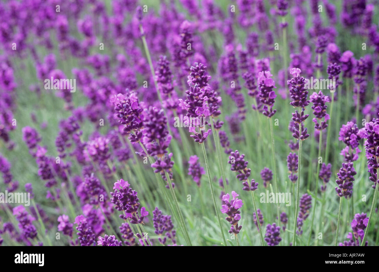 Close up from ground level of stems of pink-mauve Lavender or Lavandula ...