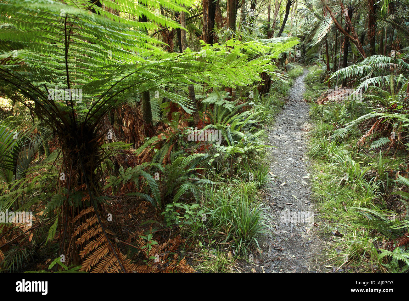 Walking path in tropical forest Stock Photo - Alamy