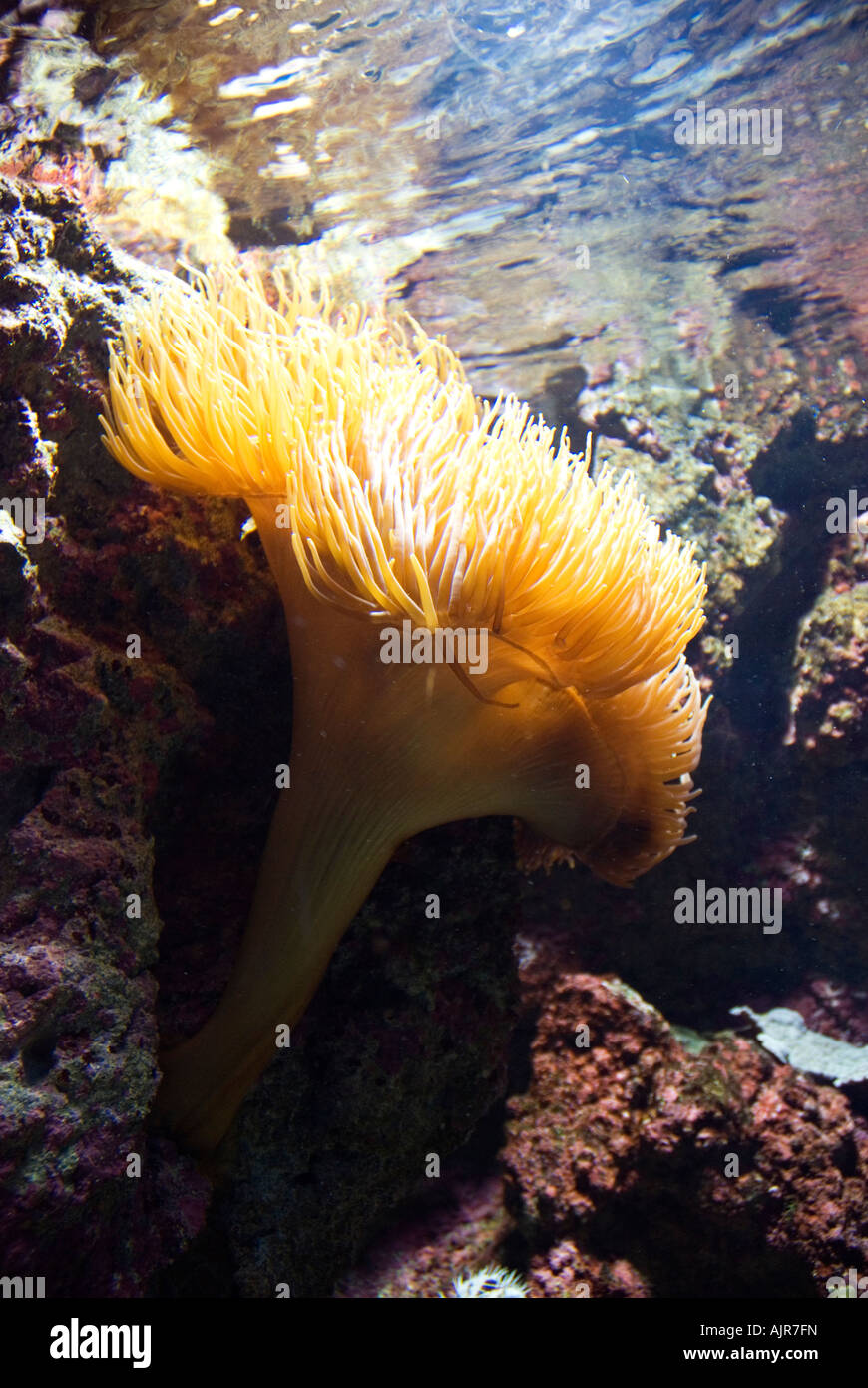 aquarium marine life colors Stock Photo - Alamy
