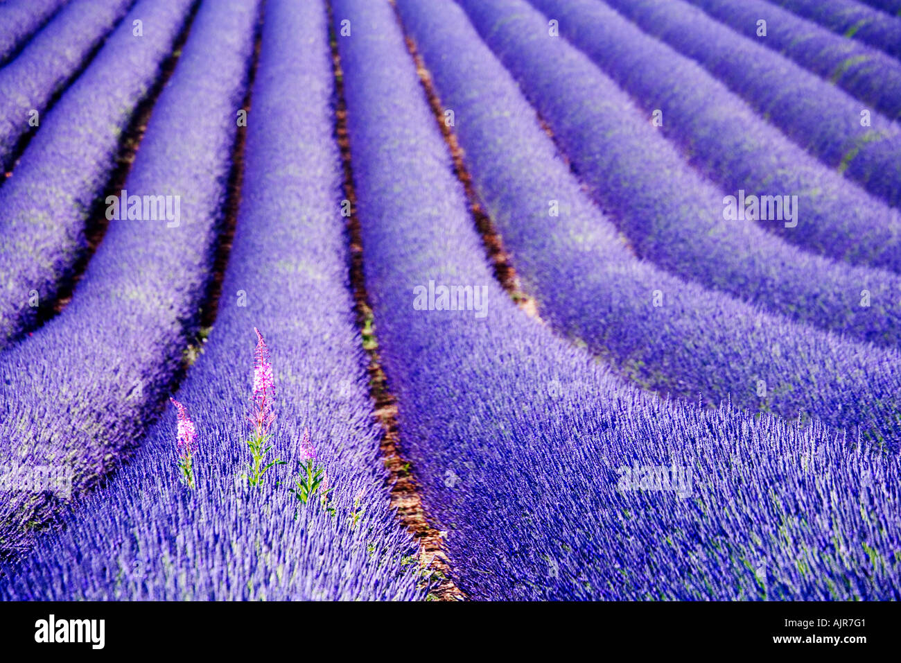 Rows of Lavender at Snowshill Lavender Farm, near Broadway in the ...