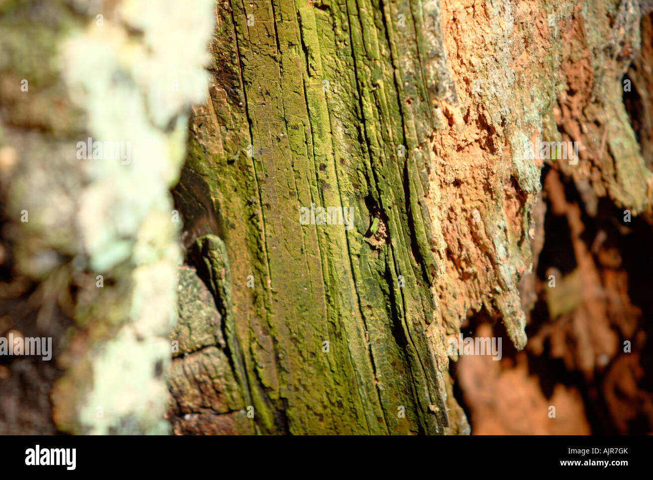 fungus on old tree bark Stock Photo - Alamy