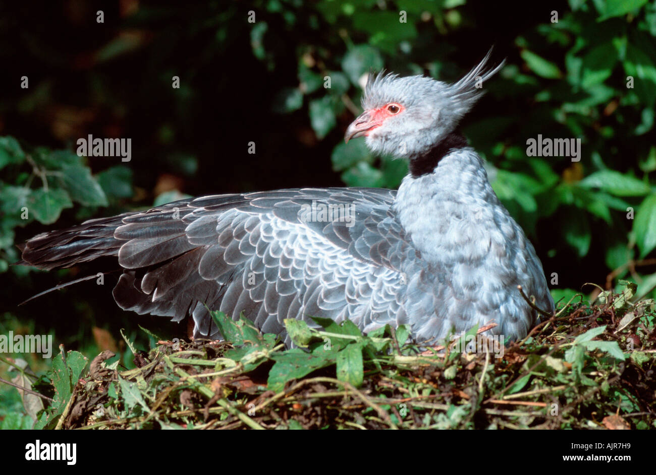 Southern Screamer at nest Chauna torquata Crested Screamer Stock Photo ...