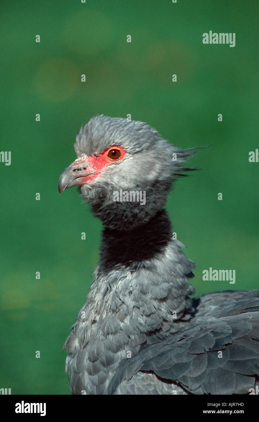 Southern Screamer Chauna torquata Crested Screamer Stock Photo - Alamy