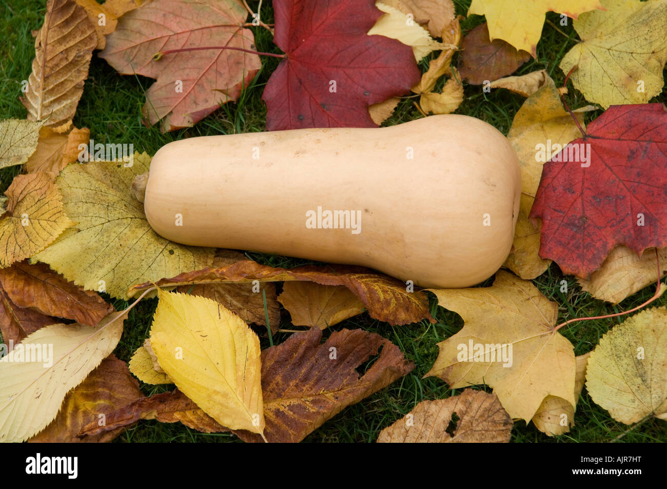 Butternut family hi-res stock photography and images - Alamy
