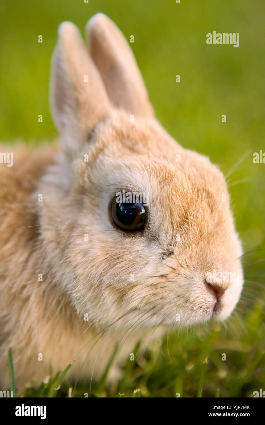 Tan colored Netherlands Dwarf rabbit in the green grass Stock Photo - Alamy