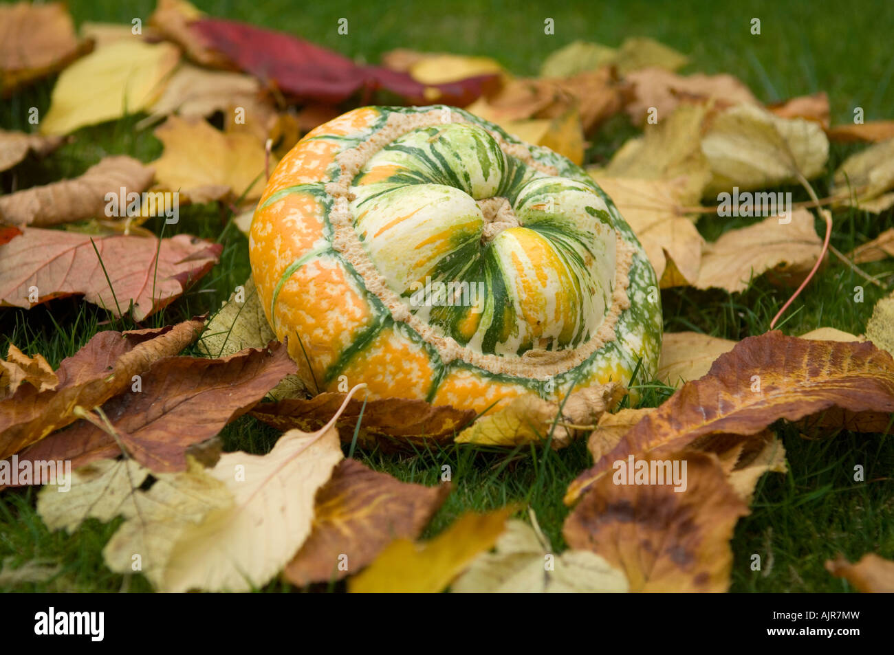 Winter squash turk s turban aka American turban Latin family name ...