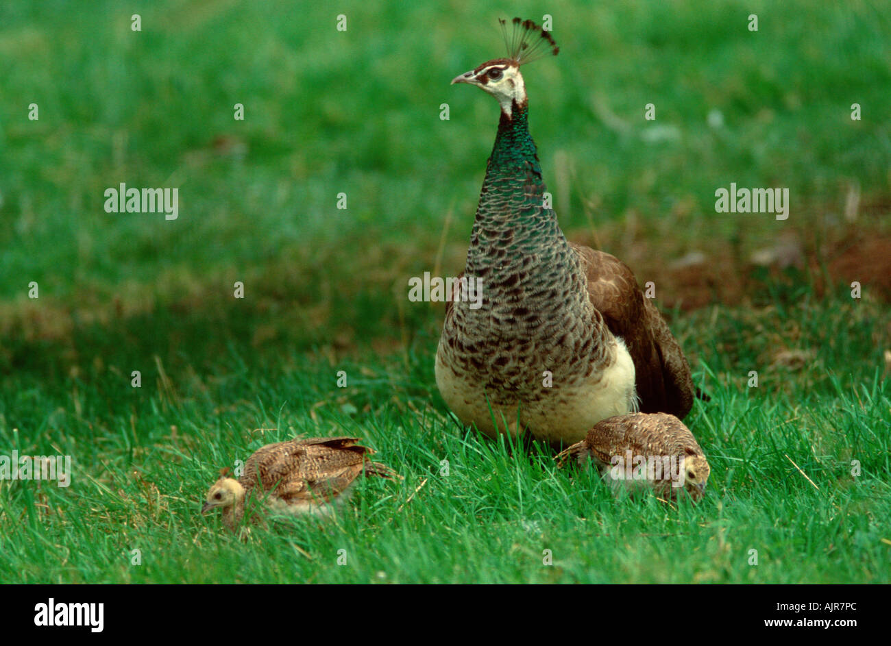 Peacock chicks hi-res stock photography and images - Alamy