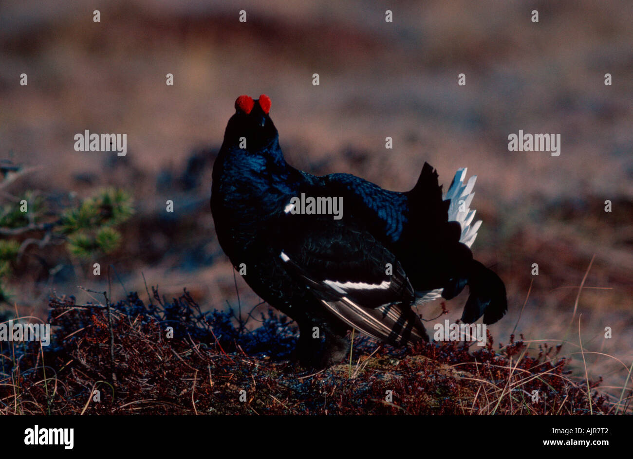 Black Grouse male courtship display Sweden Lyrurus tetrix Tetrao tetrix ...