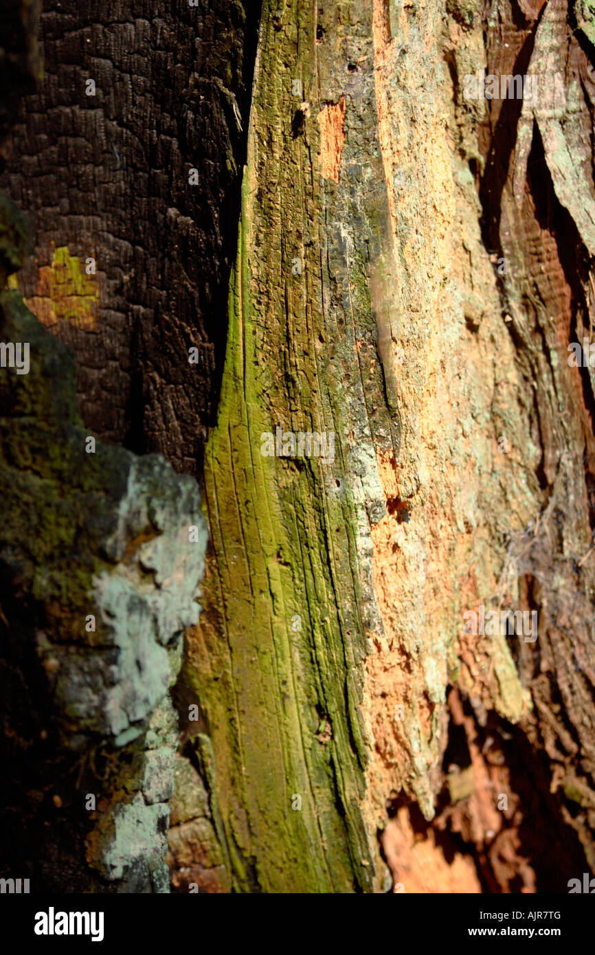 fungus bark old tree Stock Photo - Alamy