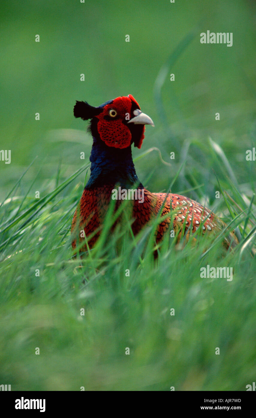 Game Pheasant male North Rhine Westphalia Germany Phasianus colchicus ...