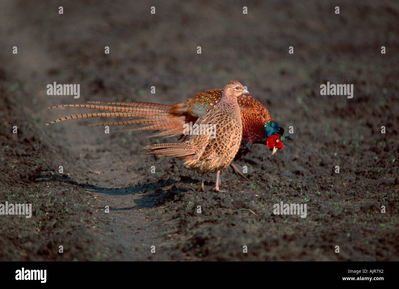 Male and female pheasants hi-res stock photography and images - Alamy