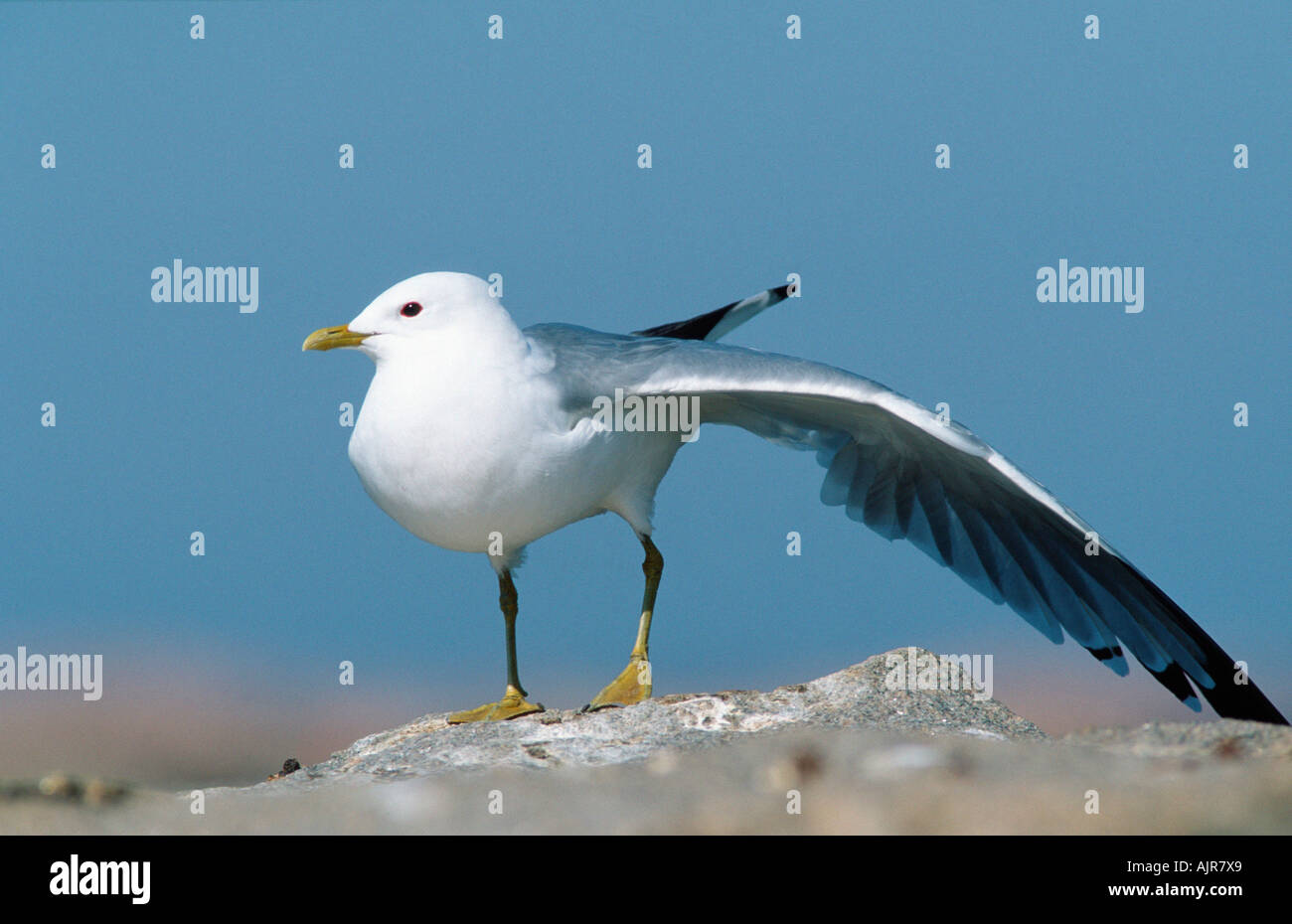 Common Gull stretching wing Bohuslan Sweden Larus canus Mew Gull Stock ...