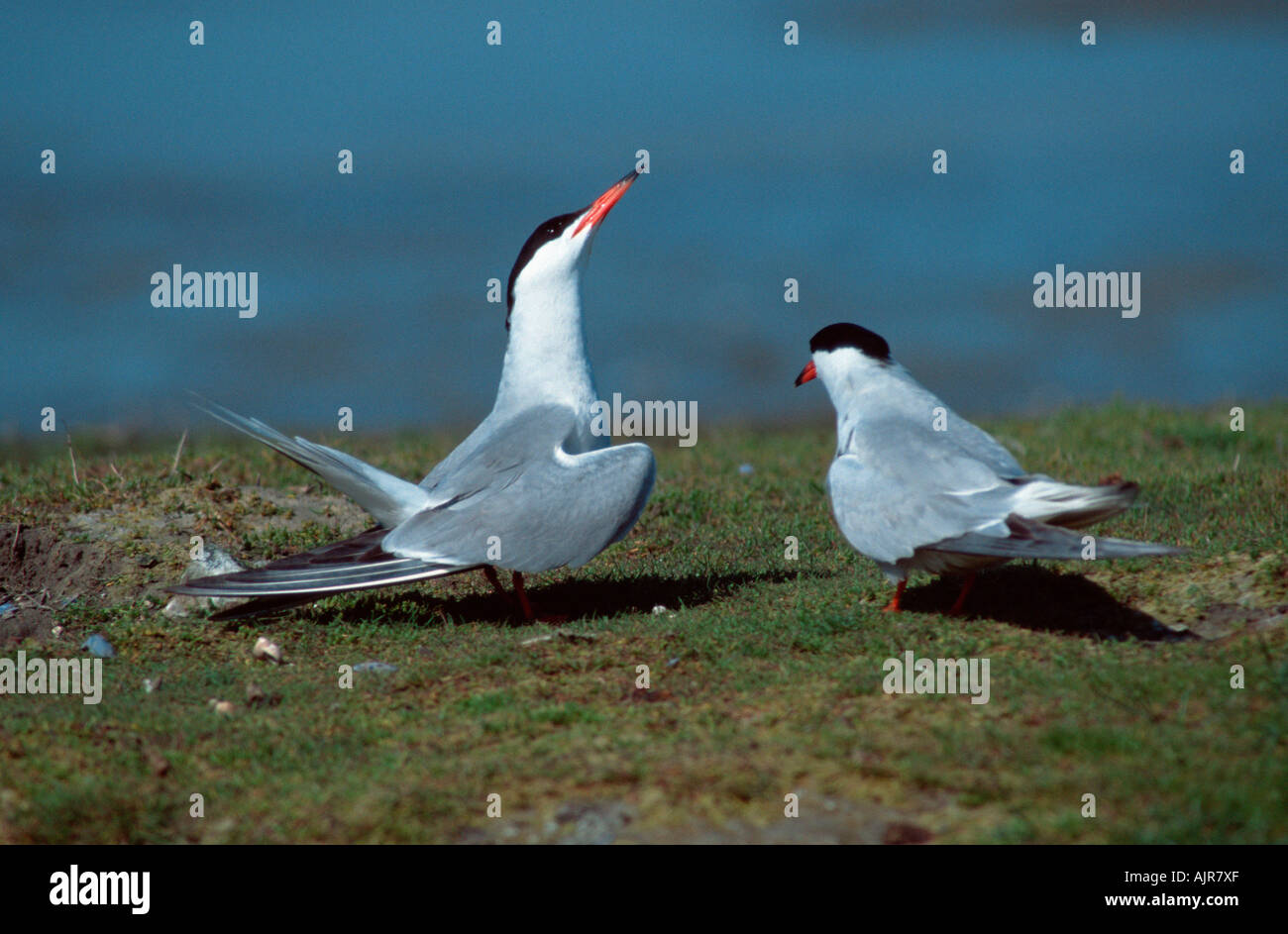 Common Terns pair courtship display Texel Netherlands Sterna hirundo ...