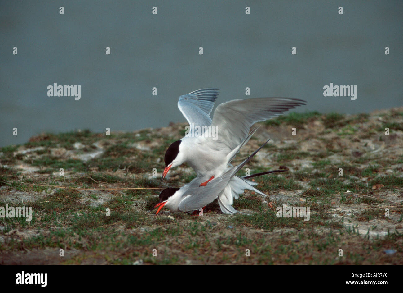 Common Terns pair mating Texel Netherlands Sterna hirundo Stock Photo ...