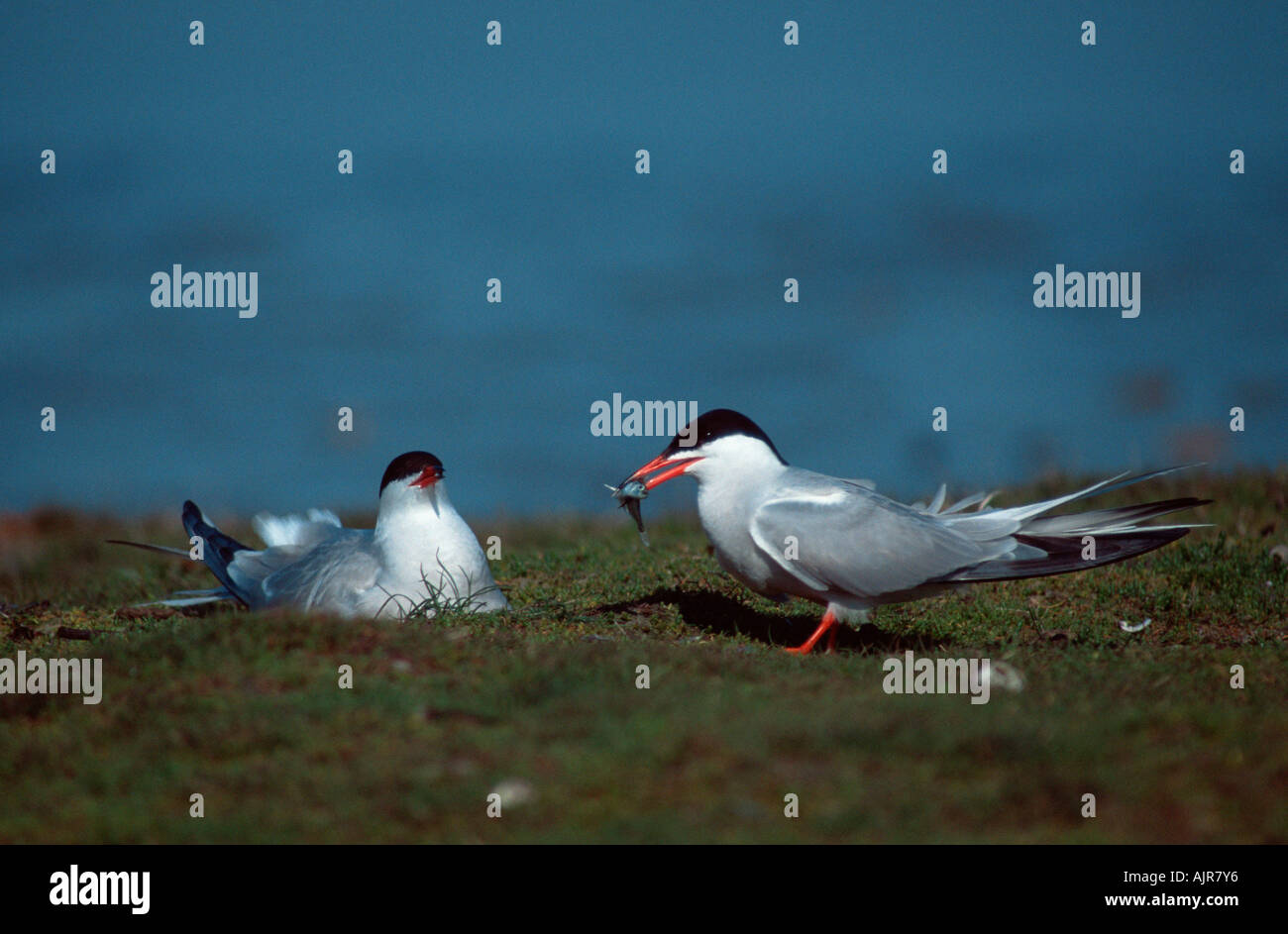 Common Terns pair at nest Texel Netherlands Sterna hirundo Stock Photo ...
