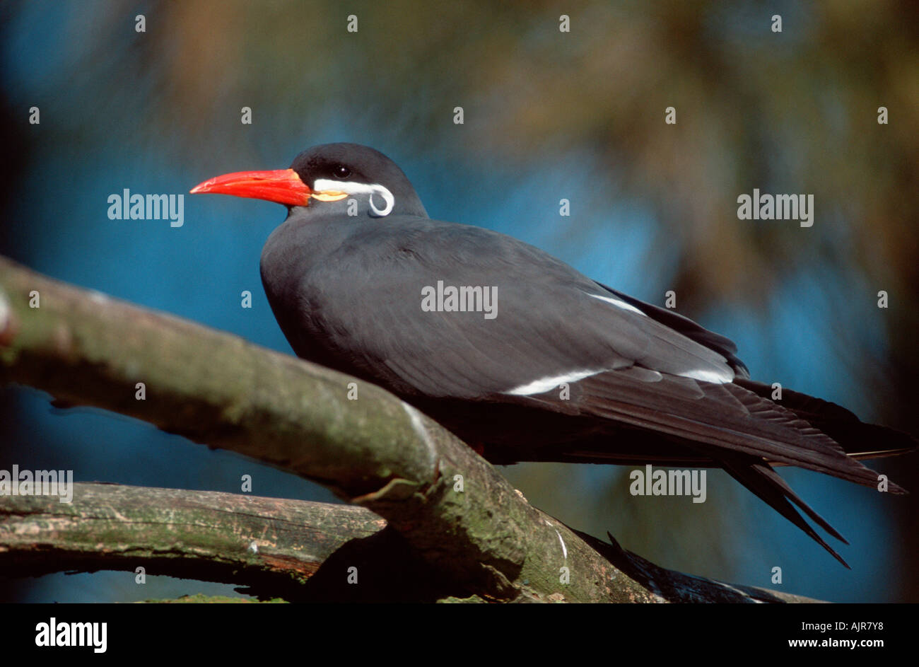 Inca Tern Larosterna inca Stock Photo - Alamy