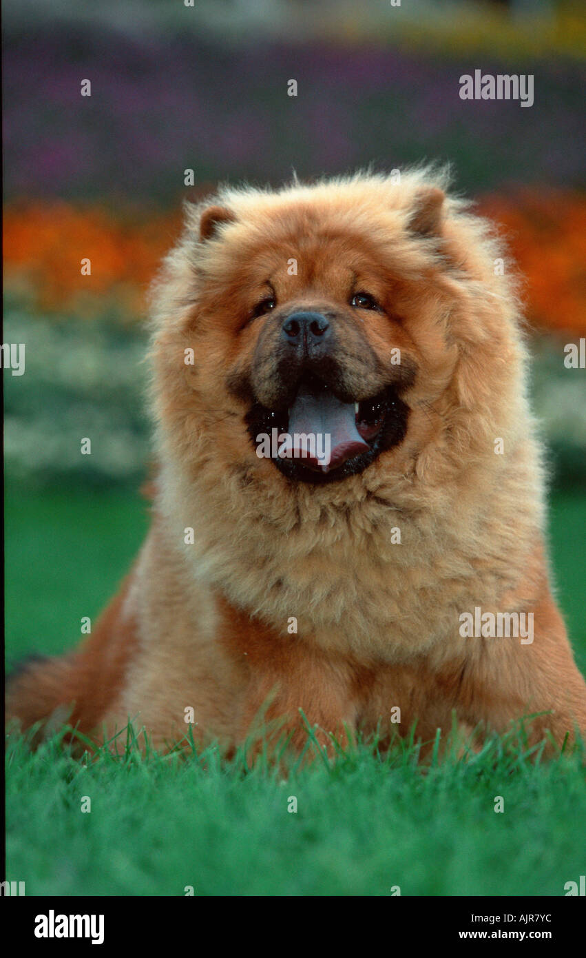 Smiling chow chow hi-res stock photography and images - Alamy