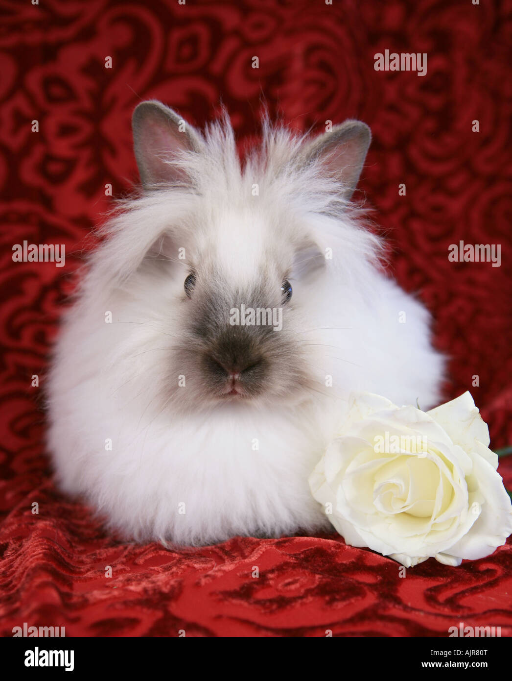 Siamese Lionhead Rabbit on Valentine red velvet background with white ...