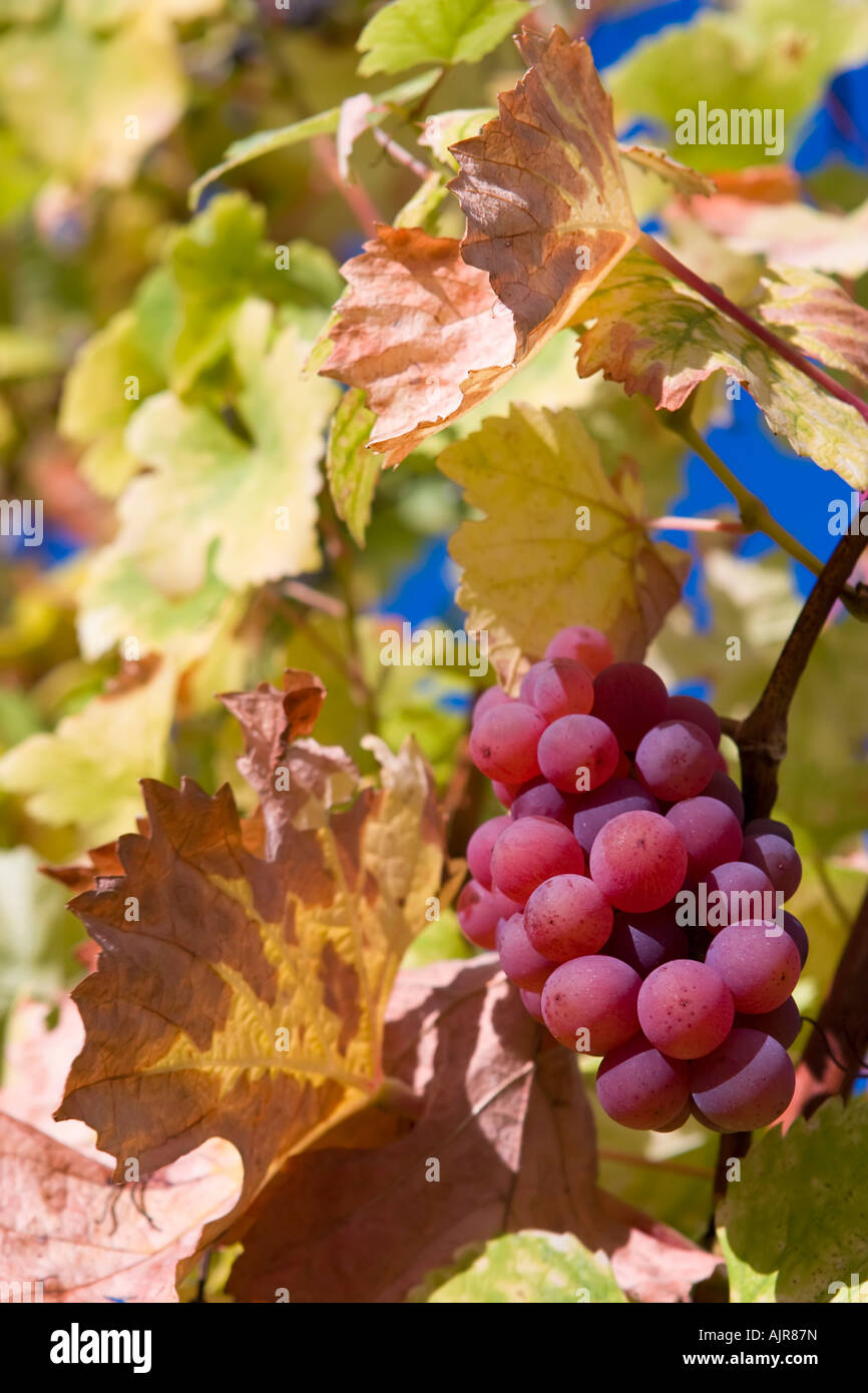 Golden october in wine growing hi-res stock photography and images - Alamy