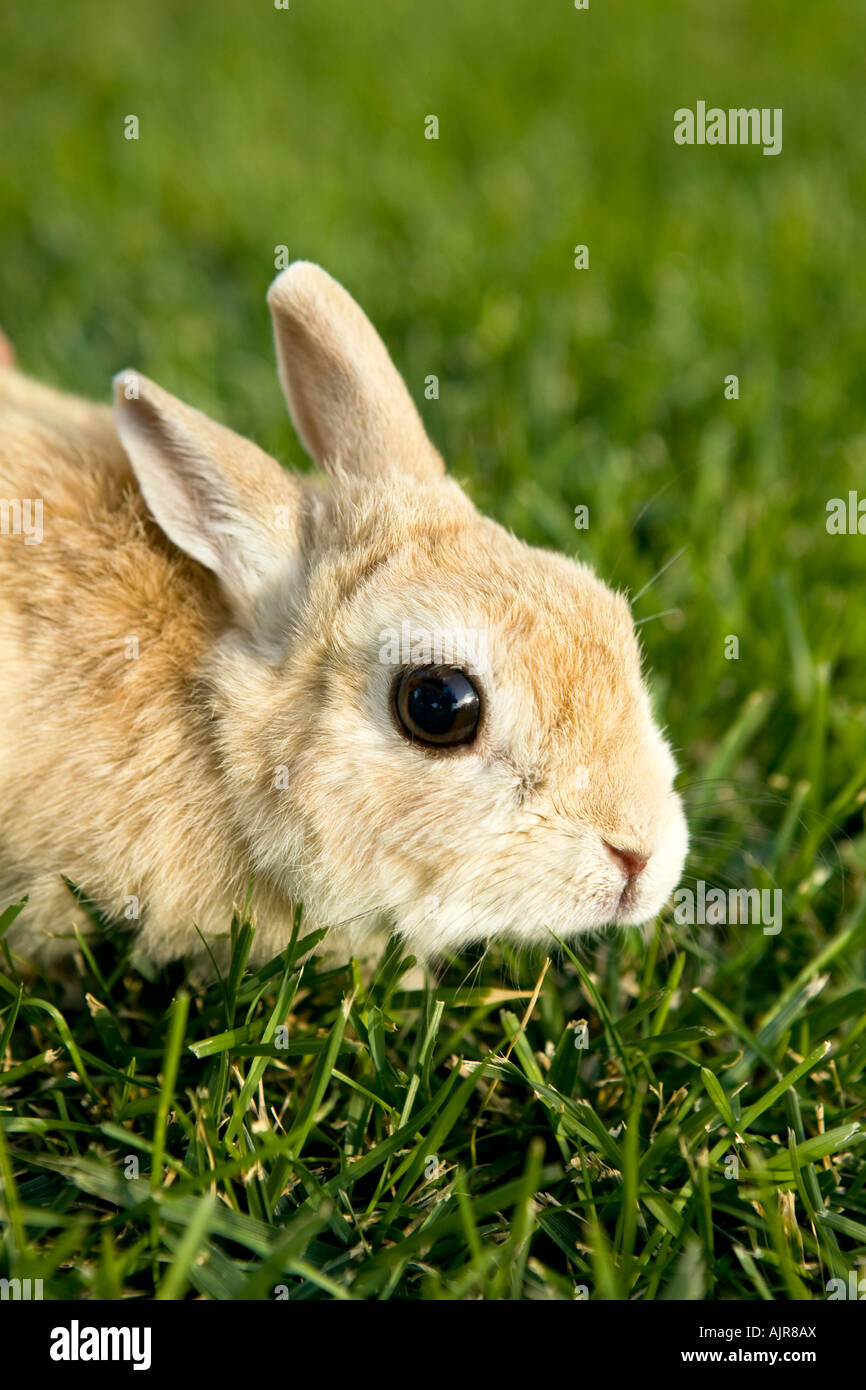 Tan colored Netherland Dwarf rabbit in the green grass Stock Photo - Alamy