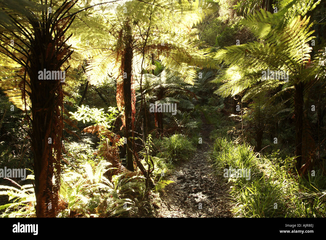 Early sunlight in tropical forest Stock Photo - Alamy