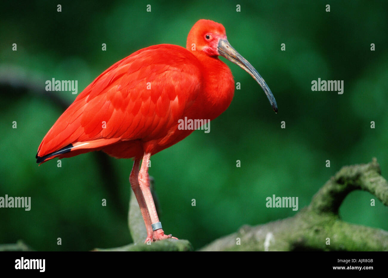 Scarlet Ibis Eudocimus ruber Stock Photo - Alamy