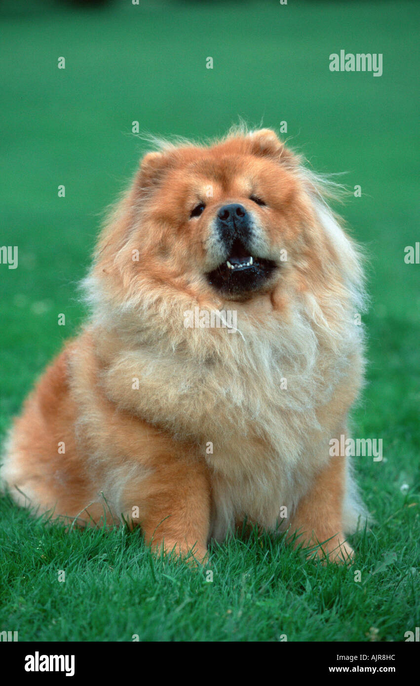 Sitting chow chow hi-res stock photography and images - Alamy