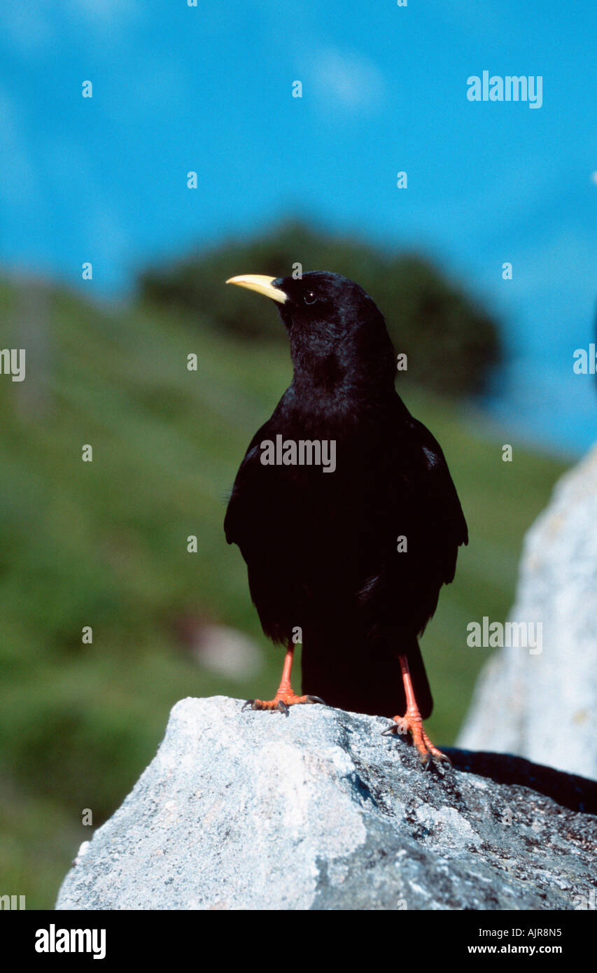 Alpine Chough Switzerland Pyrrhocorax graculus alps Stock Photo - Alamy