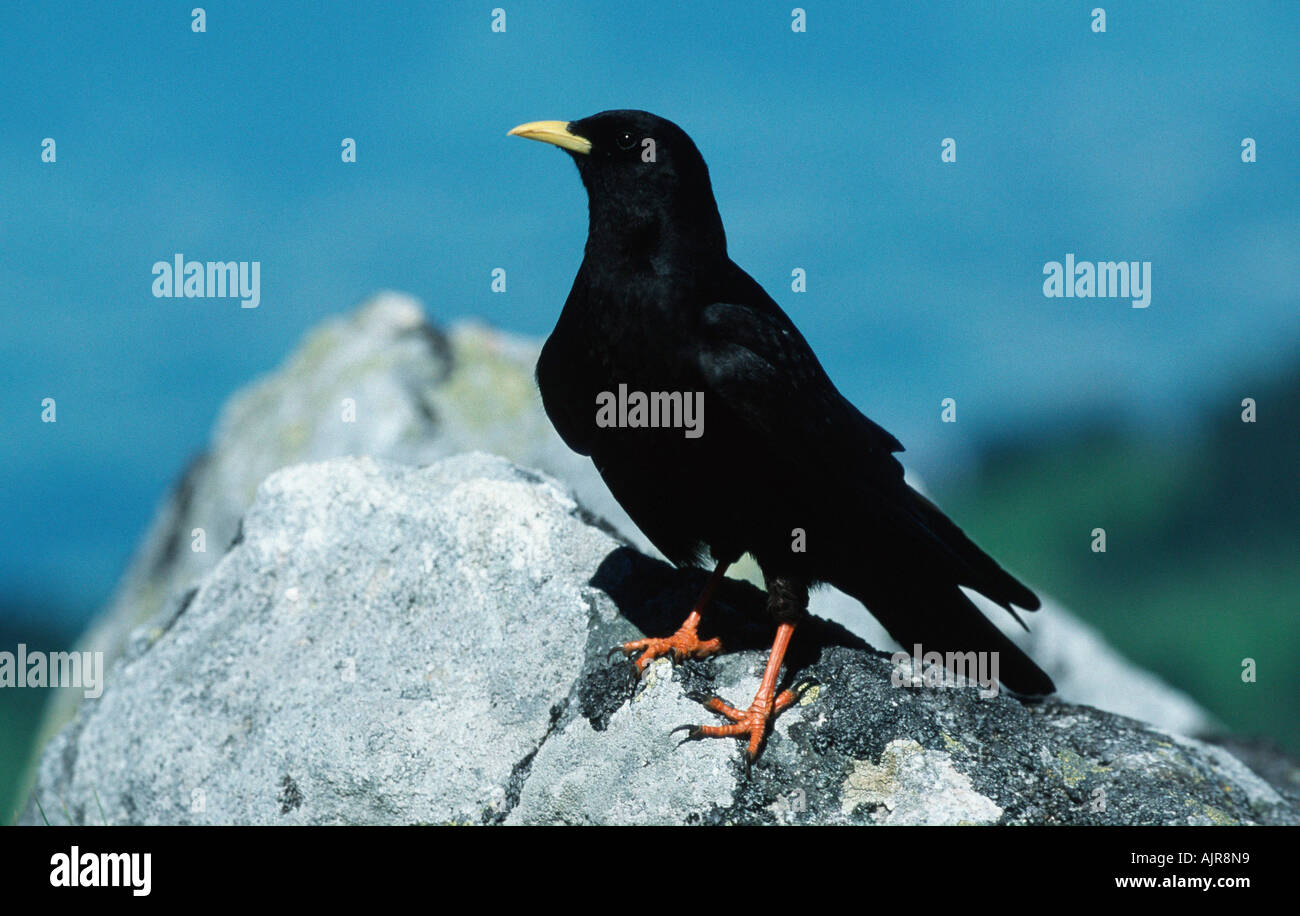 Alpine Chough Switzerland Pyrrhocorax graculus Stock Photo - Alamy