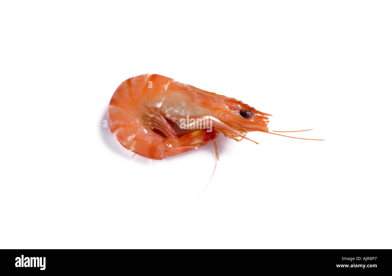fresh cooked prawn on a large white background Stock Photo - Alamy