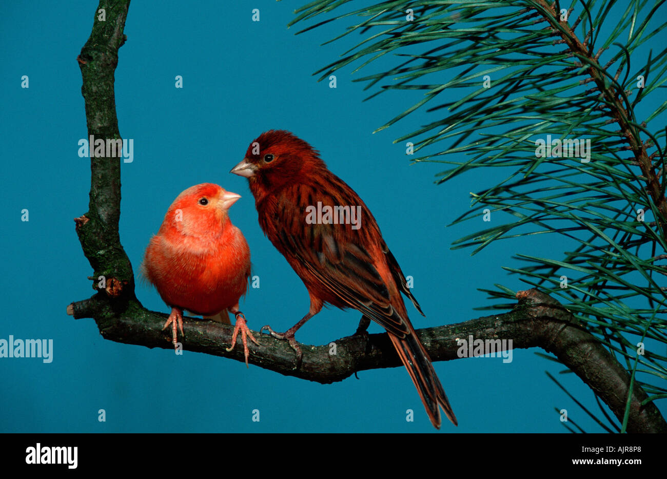 Bird canaries pair hi-res stock photography and images - Alamy