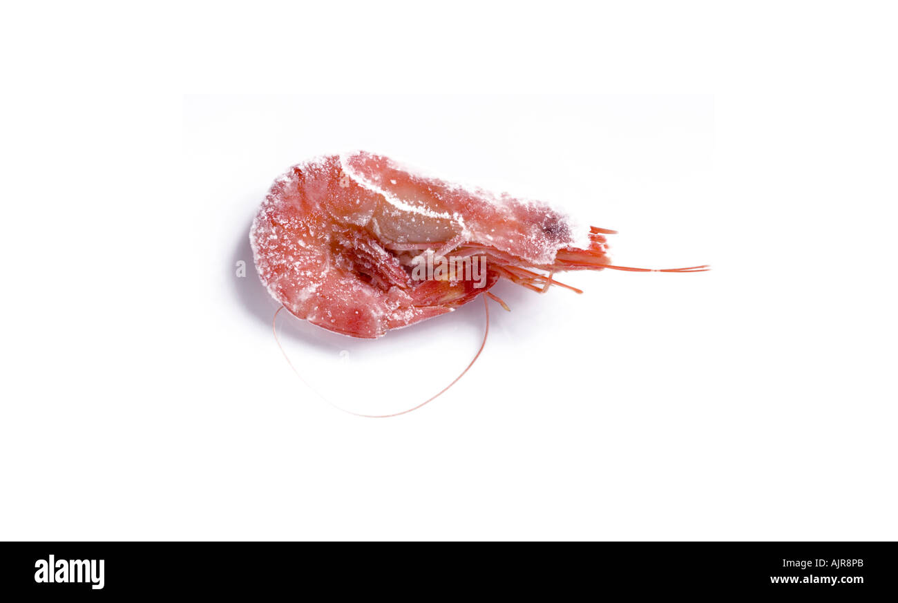 frozen cooked prawn on a large white background Stock Photo - Alamy