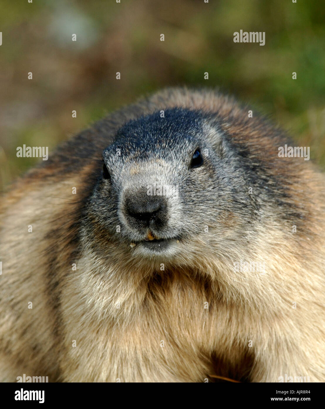 Alpine marmot in the french alps hi-res stock photography and images ...