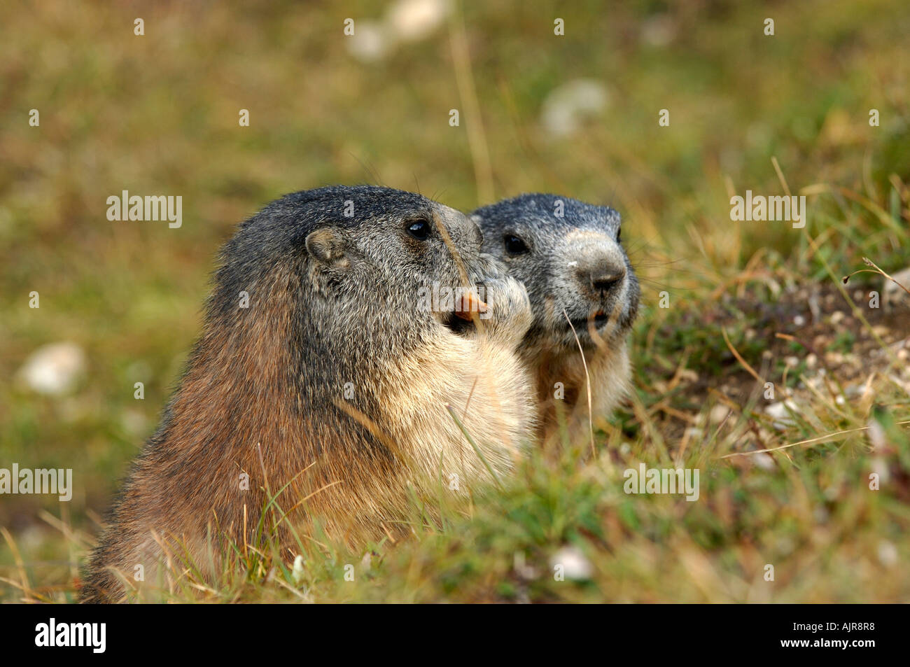 two Alpine marmots in the French alps Stock Photo - Alamy