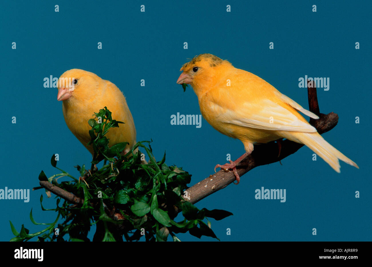 Rhinelander hi-res stock photography and images - Alamy