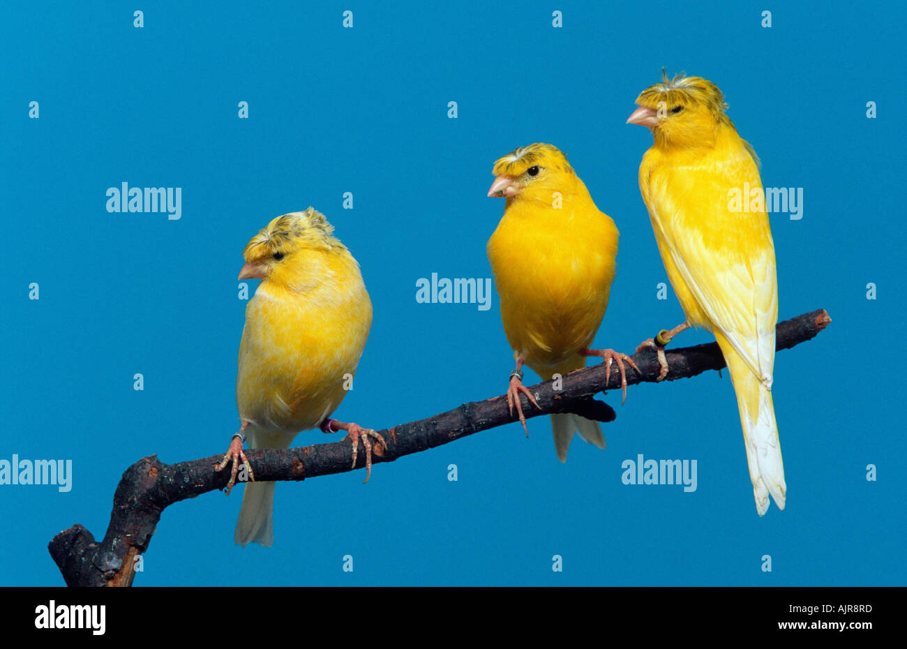 Rhinelander hi-res stock photography and images - Alamy