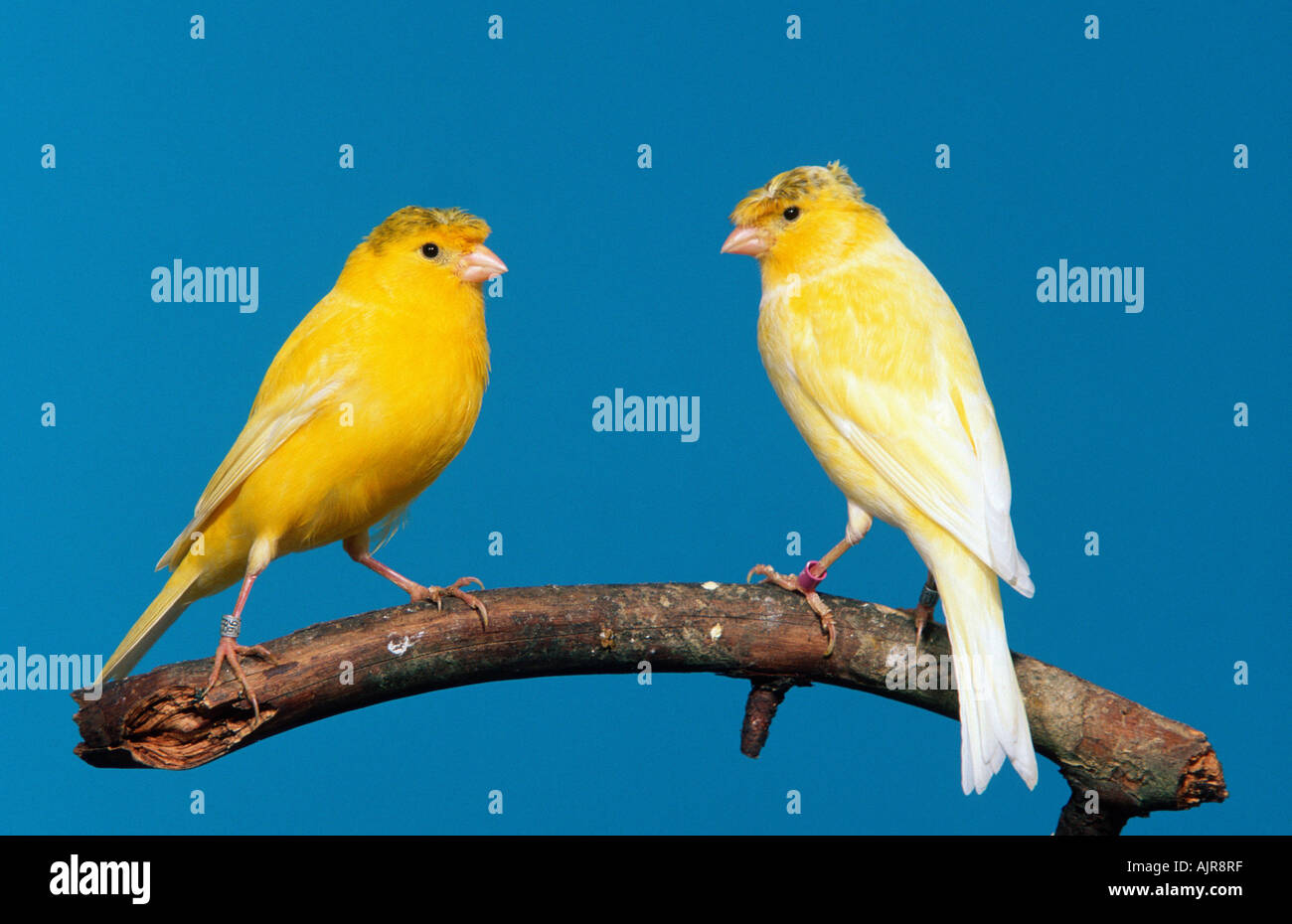 Rhinelander hi-res stock photography and images - Alamy