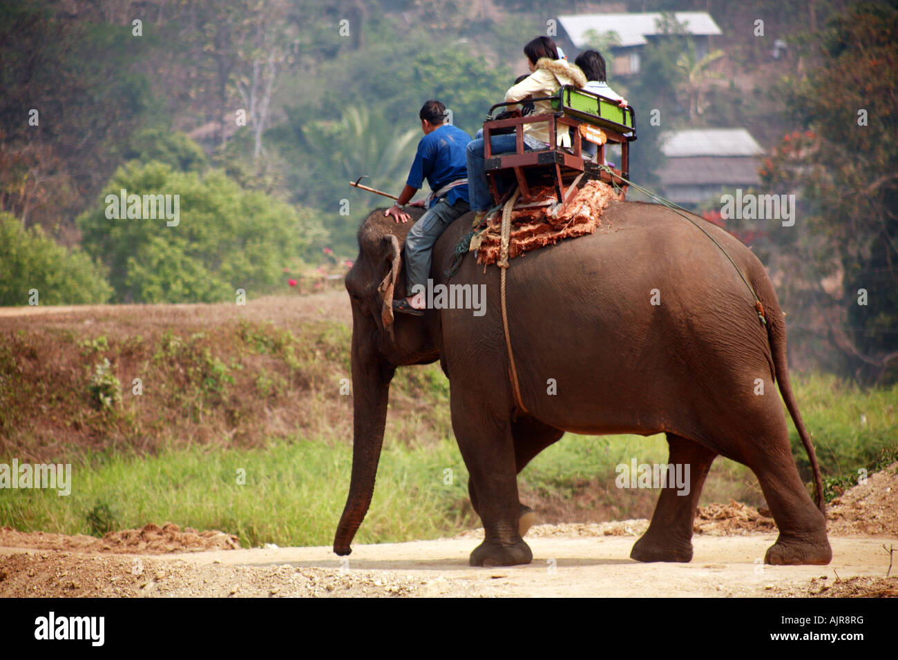 Elephant ride at the Thai Elephant Conservation Centre Stock Photo - Alamy