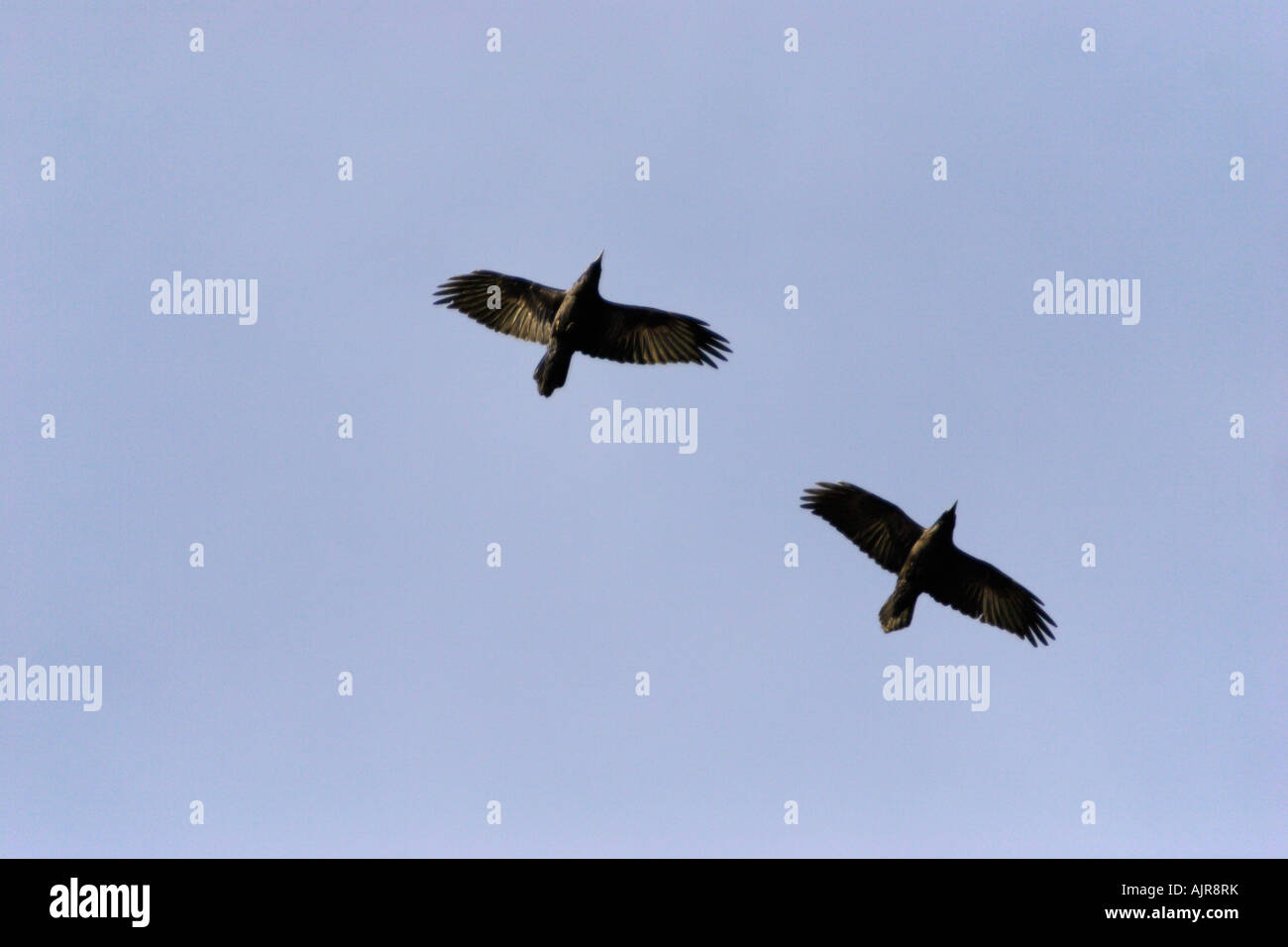Two ravens hi-res stock photography and images - Alamy