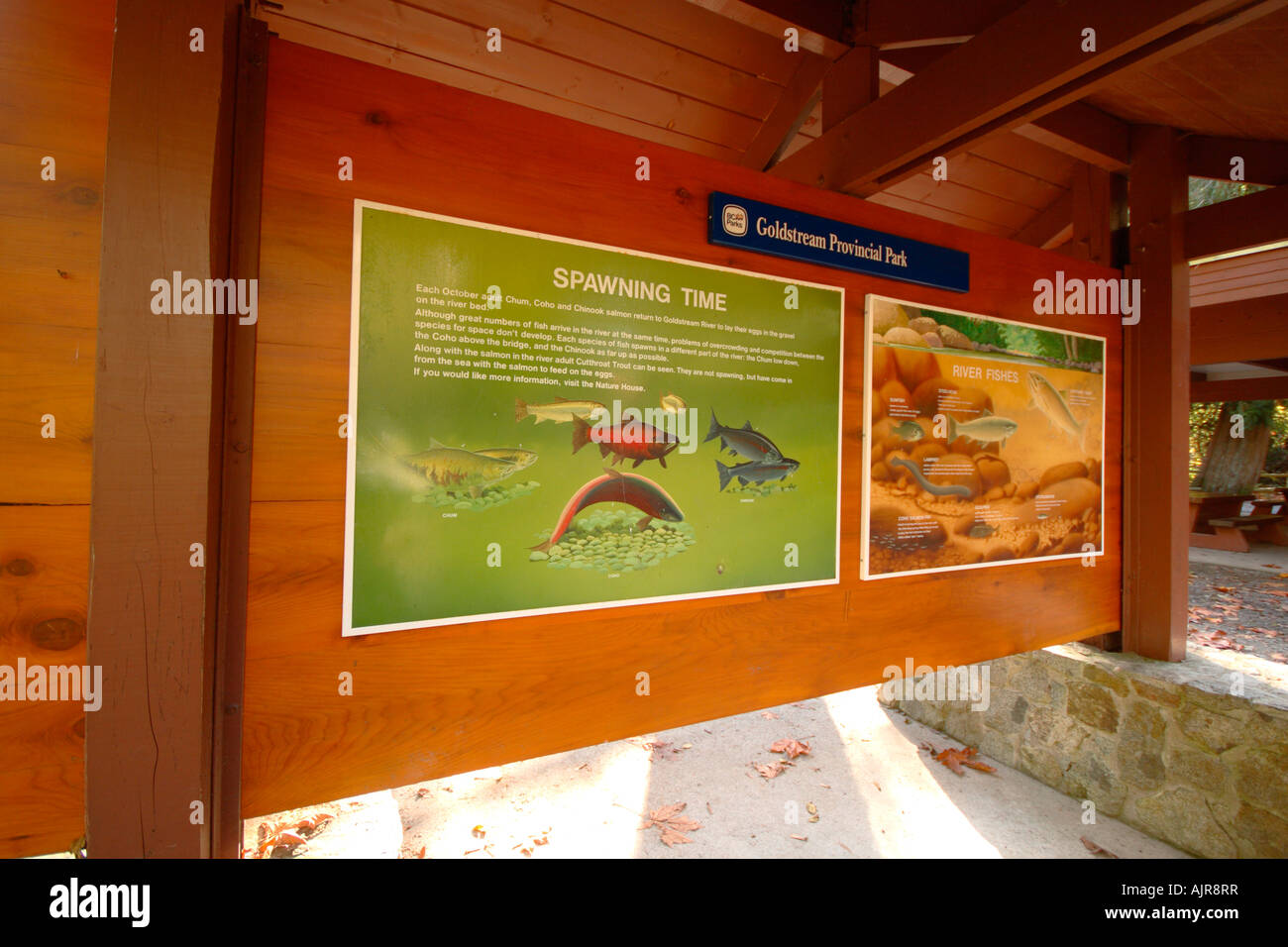 salmon spawning signs Stock Photo - Alamy