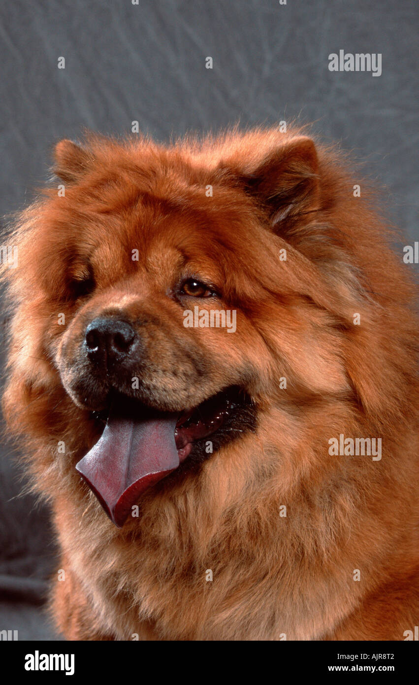 Smiling chow chow hi-res stock photography and images - Alamy
