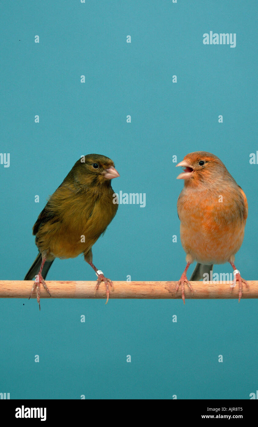 Singing canaries hi-res stock photography and images - Alamy