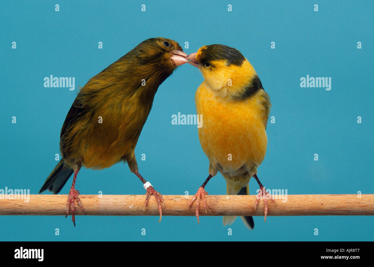 Canaries feeding each other Stock Photo - Alamy